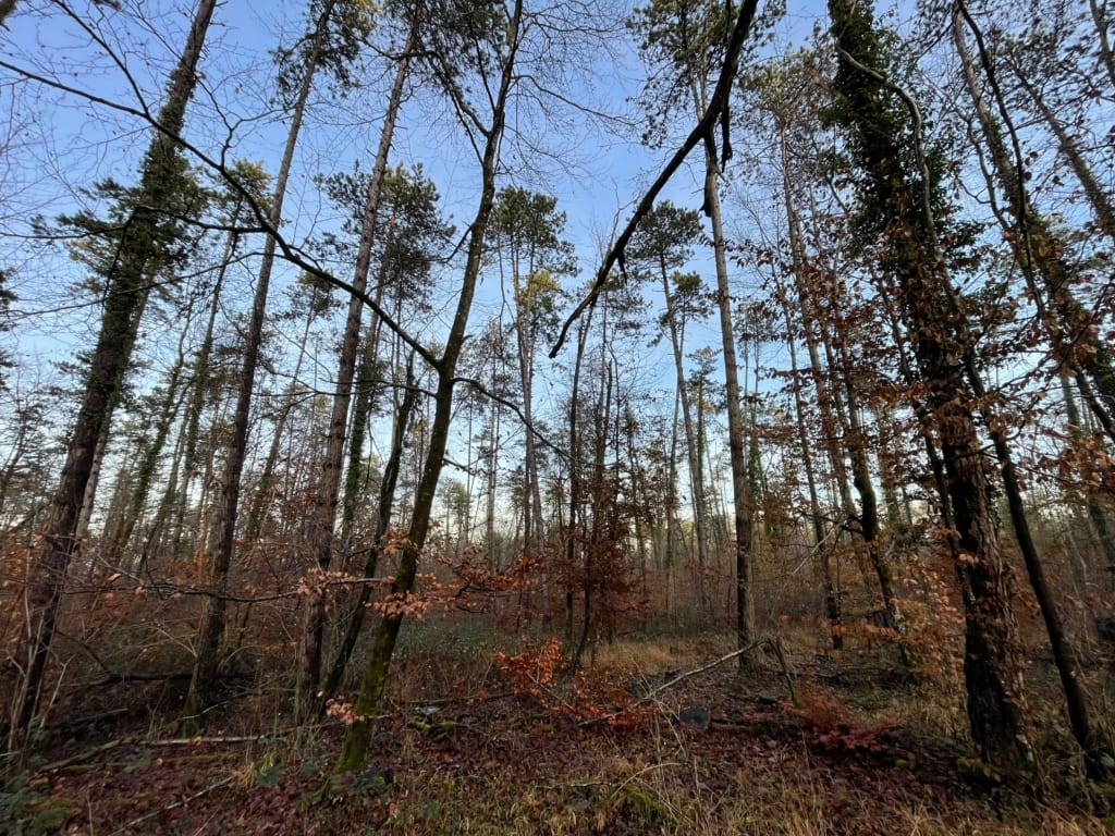 Forêt résineuse de 47 hectares au nord de Dijon - TerraTer